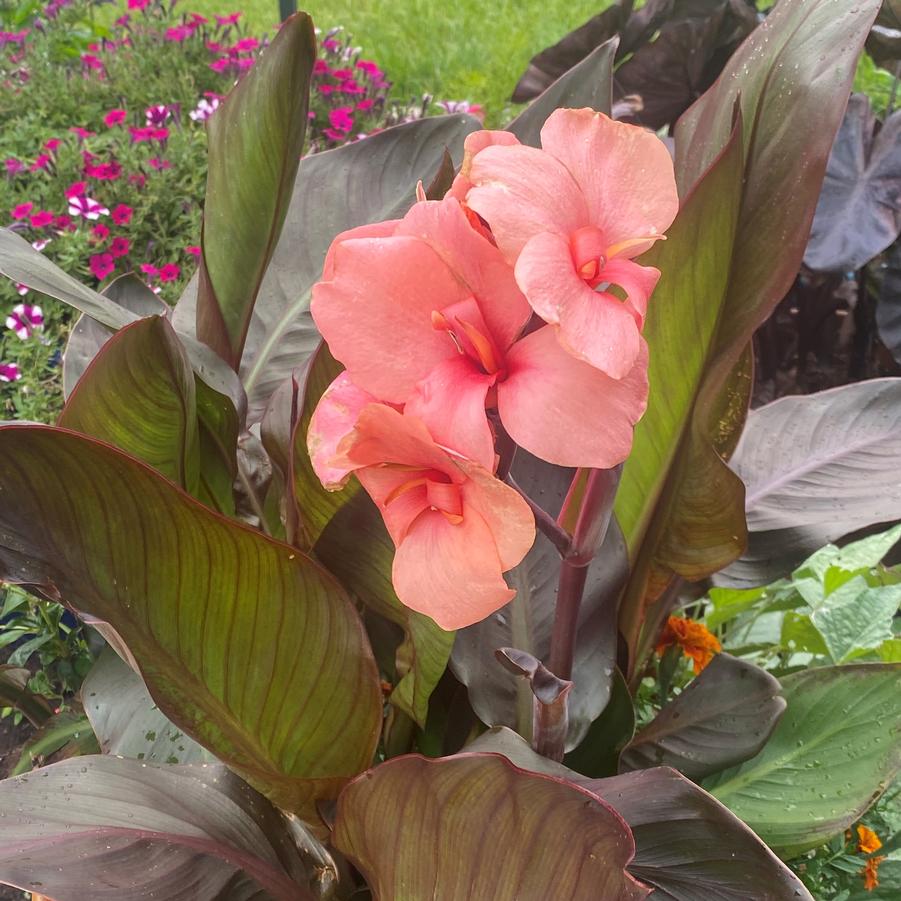 Canna Cannova 'Bronze Peach' from Babikow Wholesale Nursery