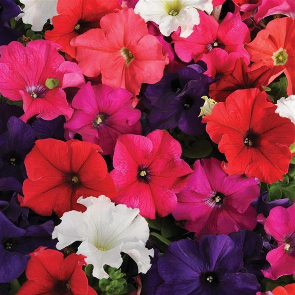Petunia Pretty Grand 'Formula Mix' from Babikow Wholesale Nursery