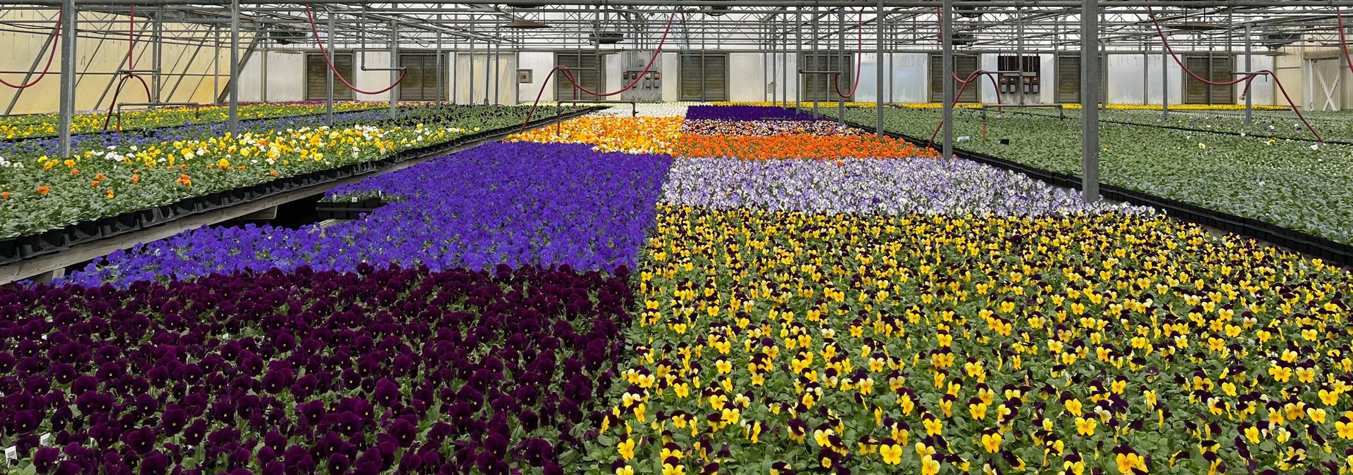 Babikow Greenhouses is Wholesale to the Trade. We do not sell to the ...